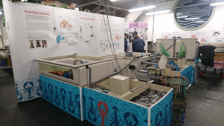 Lobster Hatchery Systems - Todd Fish Tech