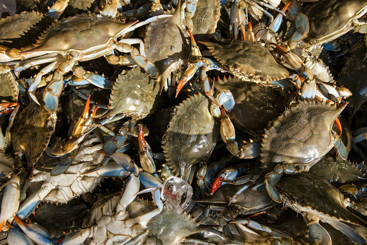 News - Todd Fish Tech