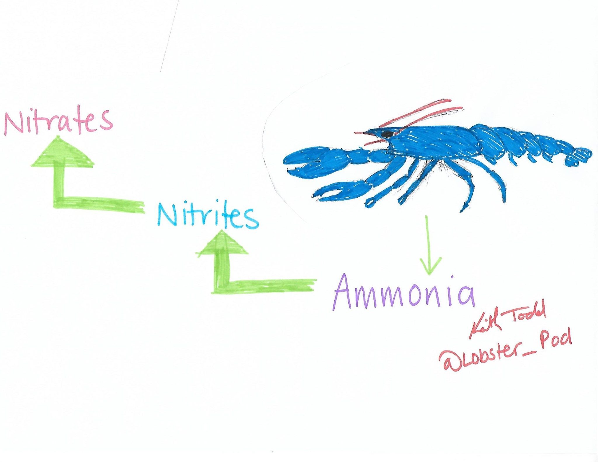 Filter Maturation in Lobster Tanks: A Clear Guide for a Healthy Start ...