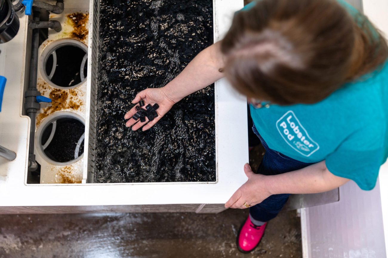 Lobster Tank Archives - Todd Fish Tech